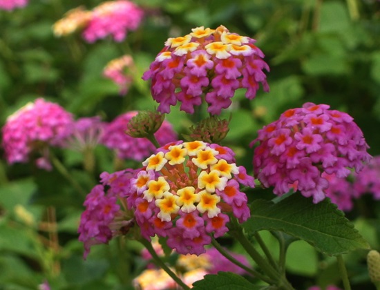 PLN UP Punagaya | Konservasi